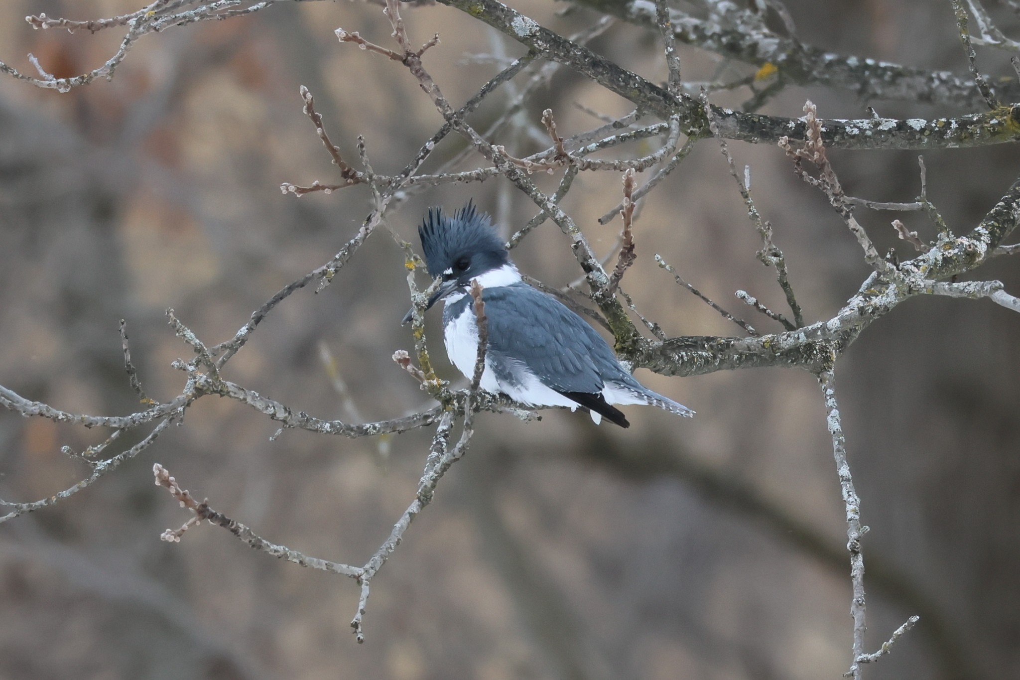 Show and Tell | Alveus Sanctuary