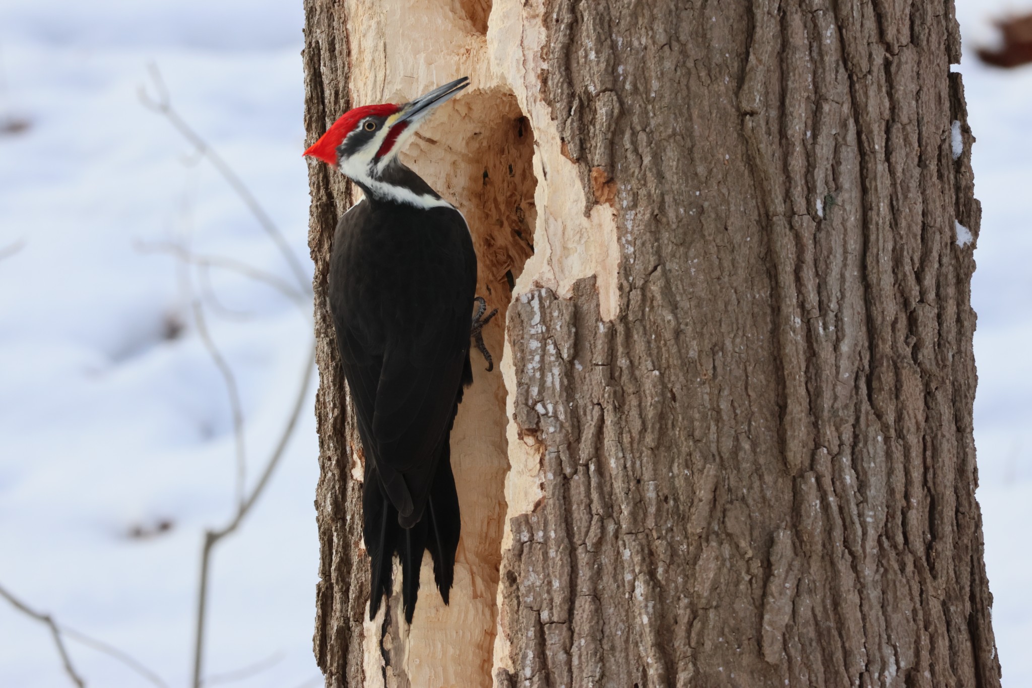 Show and Tell | Alveus Sanctuary