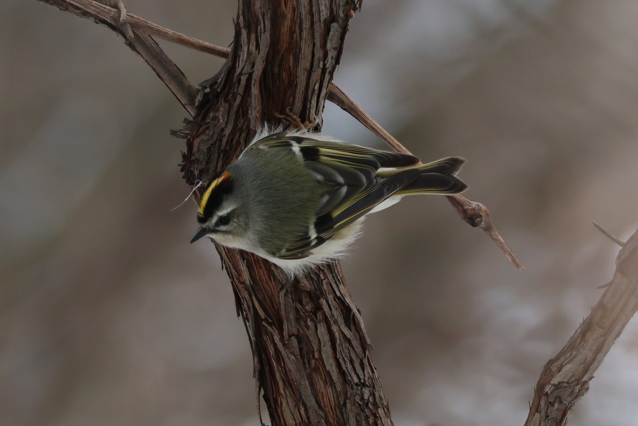 Show and Tell | Alveus Sanctuary