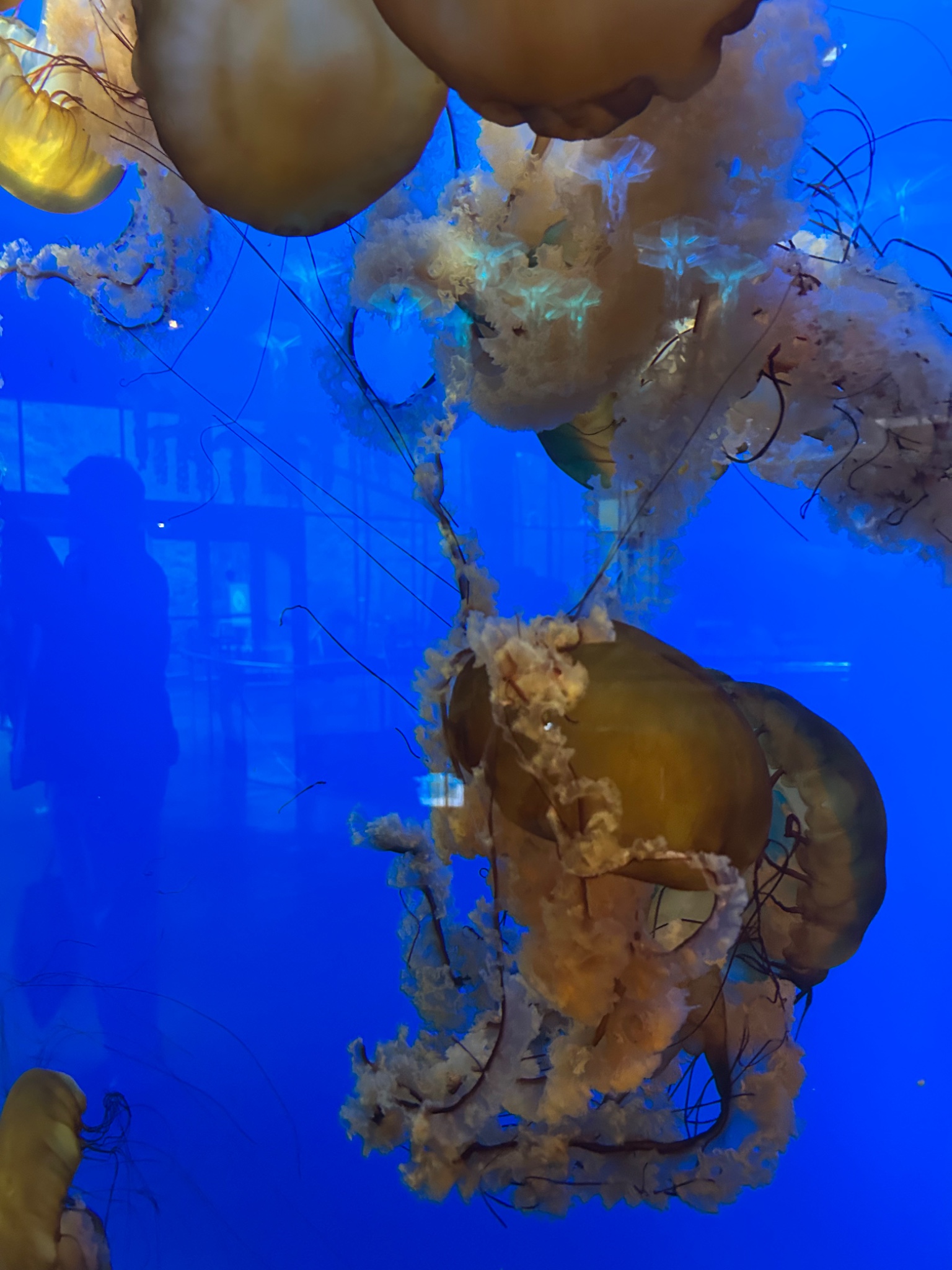 Show and Tell | Alveus Sanctuary