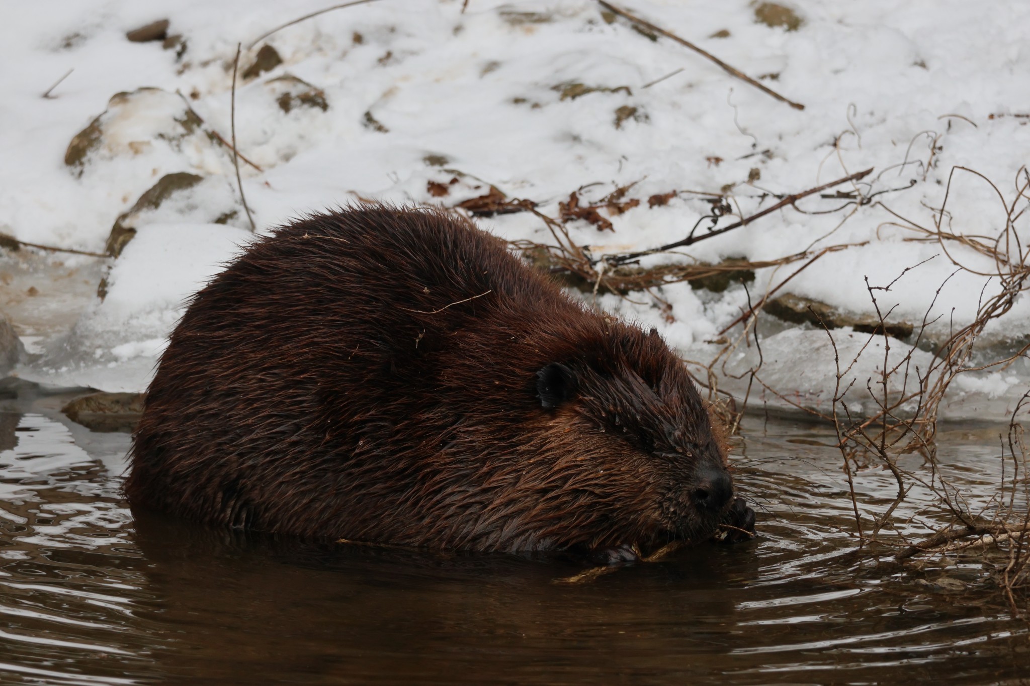Show and Tell | Alveus Sanctuary