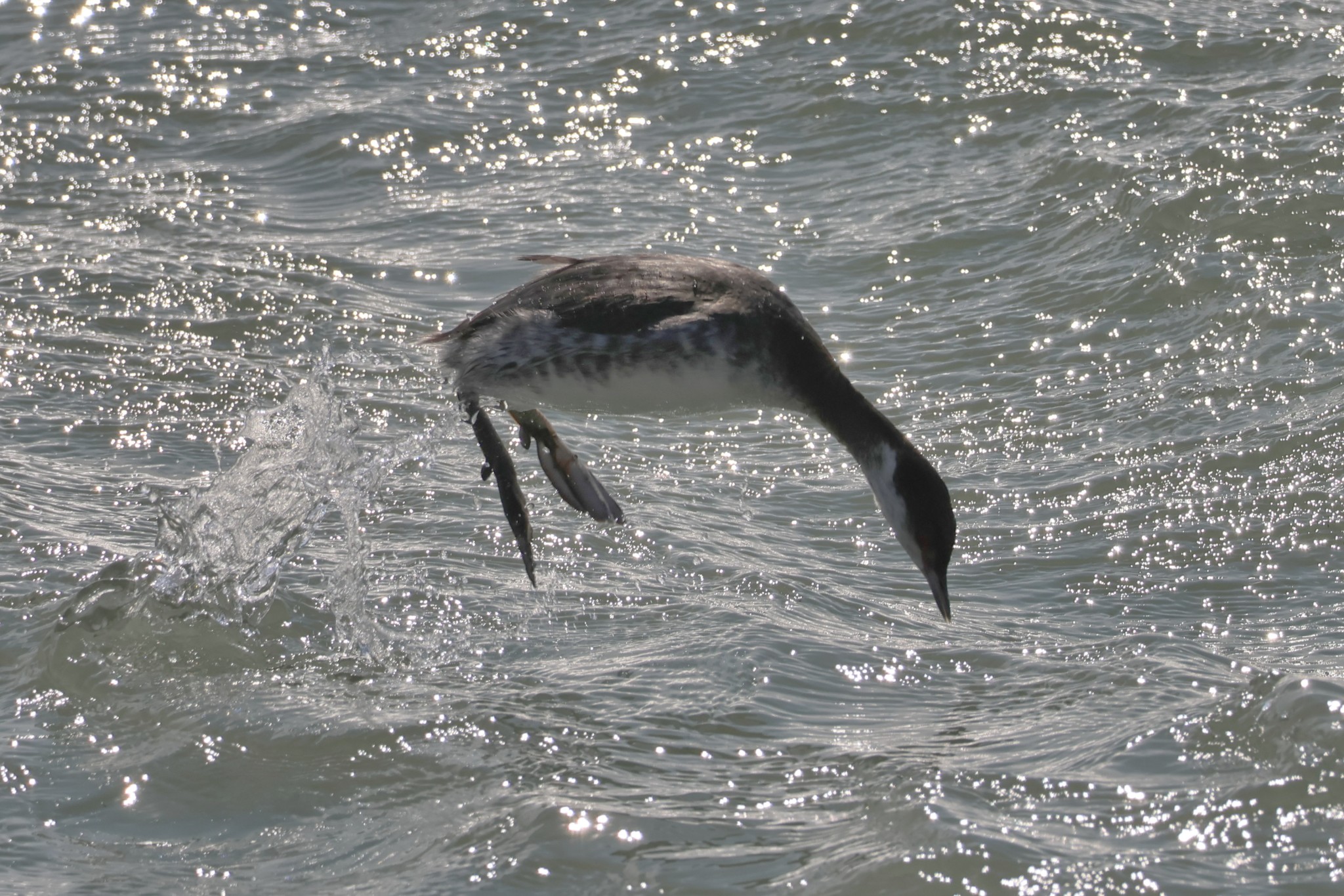 Show and Tell | Alveus Sanctuary